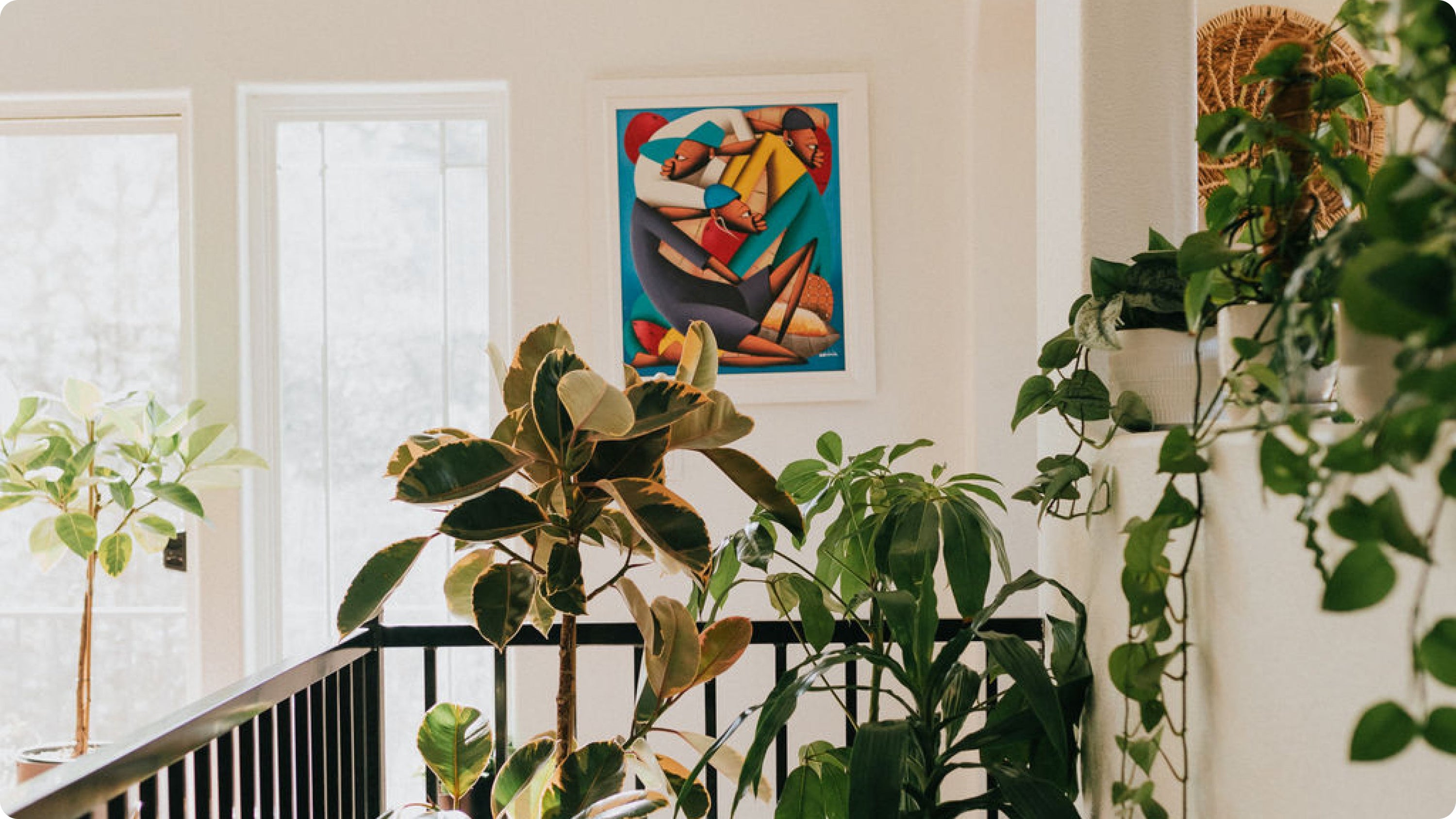 Types of Velvet Plant Varieties: The Complete Guide – Cafe Planta