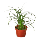 How To Split A Spider Plant (The Right Way) – Cafe Planta