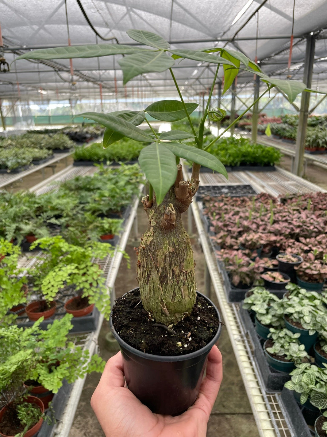 The Schefflera Growth Stages: From Seed to Full-Grown – Cafe Planta