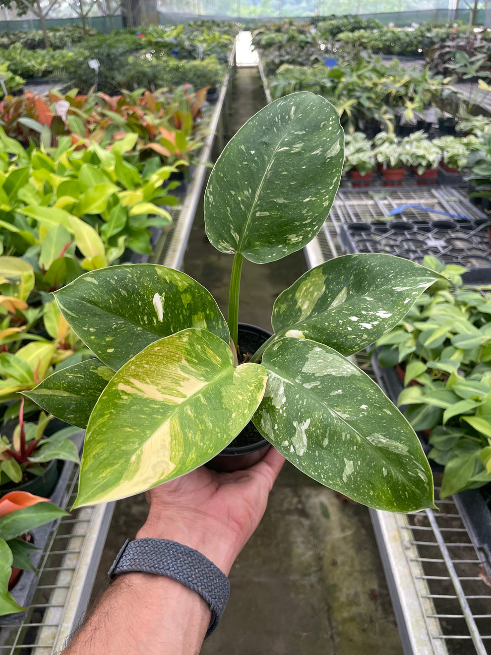 Philodendron 'Congo Nuclear' – Cafe Planta