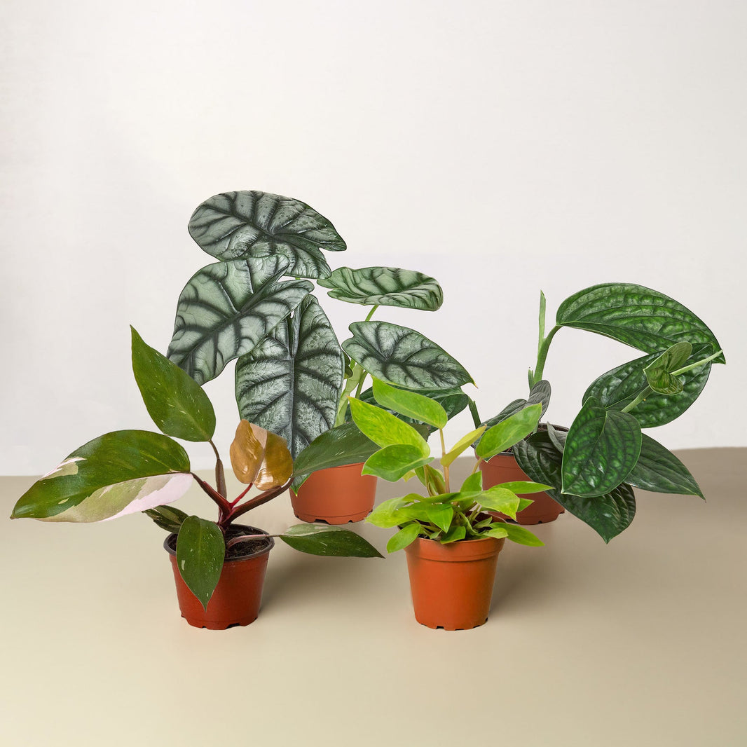 Do Money Trees Bloom? A Guide to Money Tree Flowers – Cafe Planta