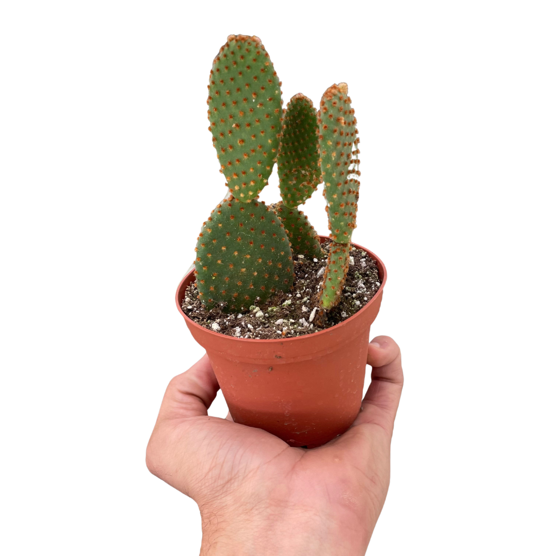 Opuntia 'Microdasys' (Bunny Ear Cactus) – Cafe Planta