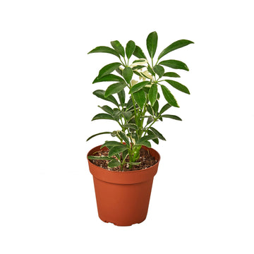 Do Money Trees Bloom? A Guide to Money Tree Flowers – Cafe Planta