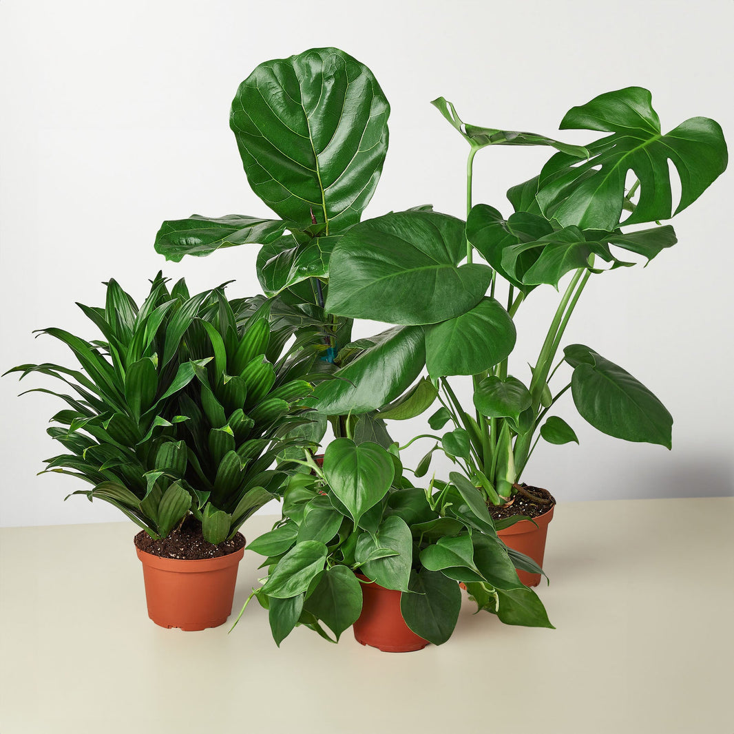 How to Root a Poinsettia Cutting (In Soil & Water) – Cafe Planta