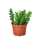 How To Pick The Right Pot Size For Your Cactus – Cafe Planta