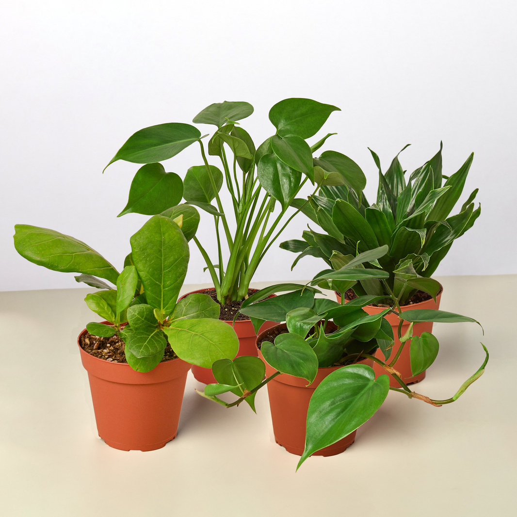 How to Grow a Elephant Ear From Seed – Cafe Planta