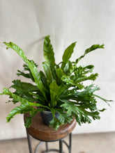 How To Split A Fern (The Right Way) – Cafe Planta