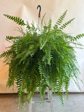 How To Split A Fern (The Right Way) – Cafe Planta