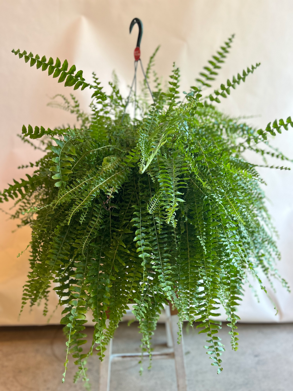 Types of Boston Fern Varieties: The Complete Guide – Cafe Planta