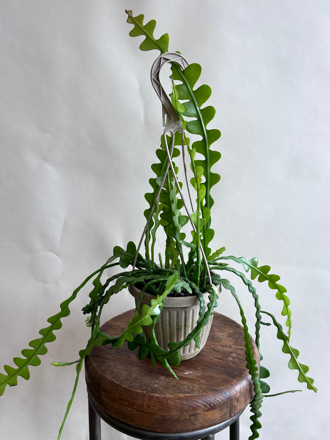 Monstera Deliciosas In The Wild: Exploring Their Natural Habitat – Cafe ...