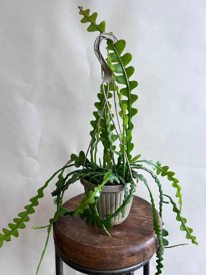 Are Monstera Deliciosas Toxic to Cats? – Cafe Planta