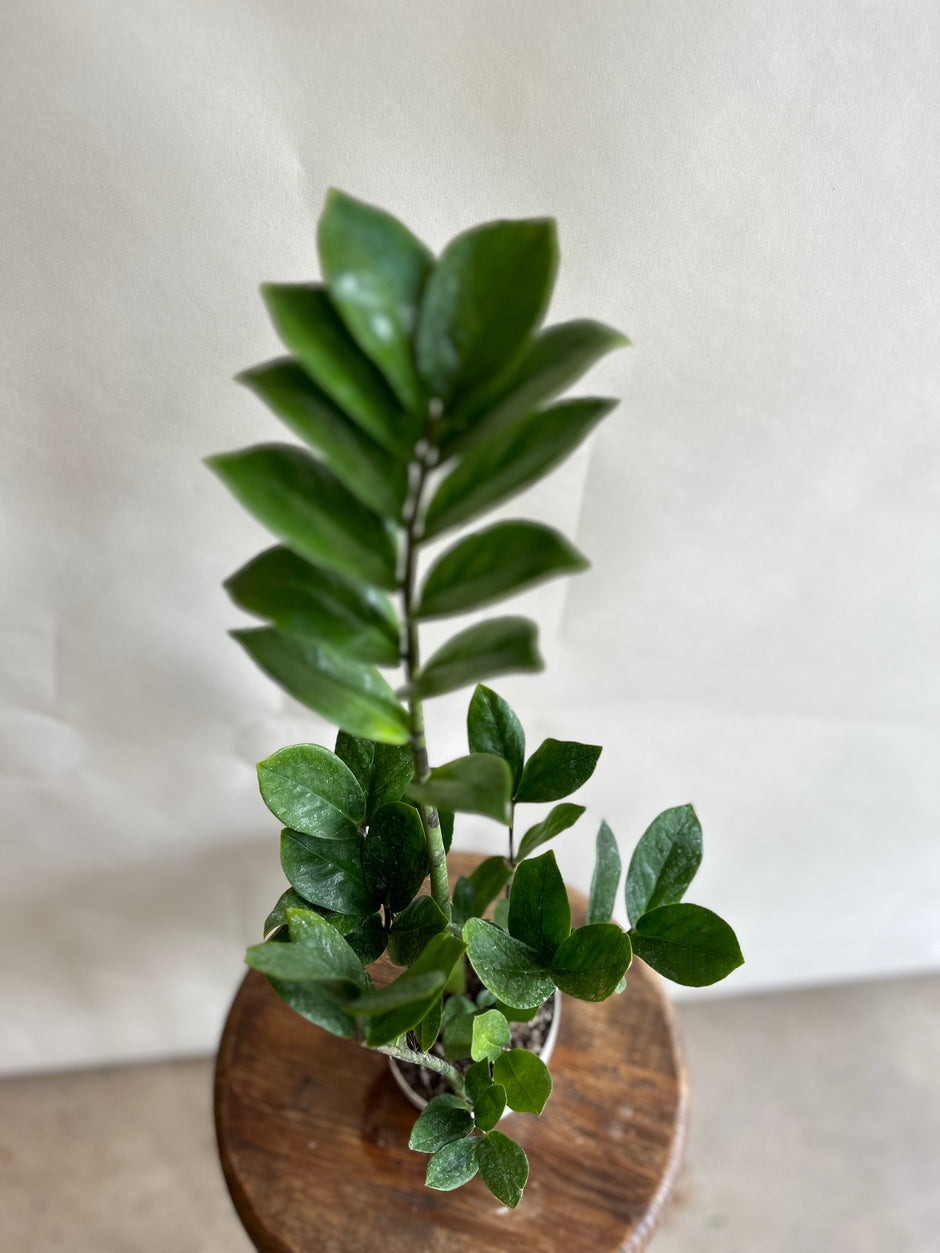 How To Split A Cactus (The Right Way) – Cafe Planta